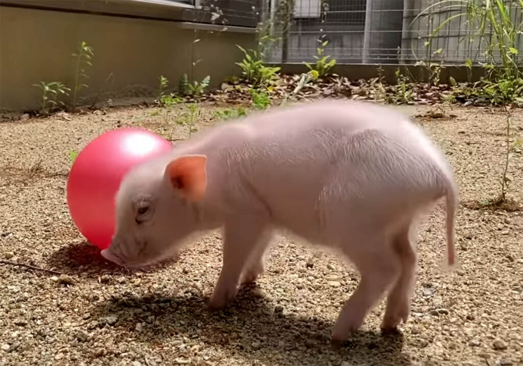 【話題】100日後に食われるブタの動画が大人気 / 2021年2月27日生まれのミニブタが食われるまでのYouTube豚動画 – Buzz ...